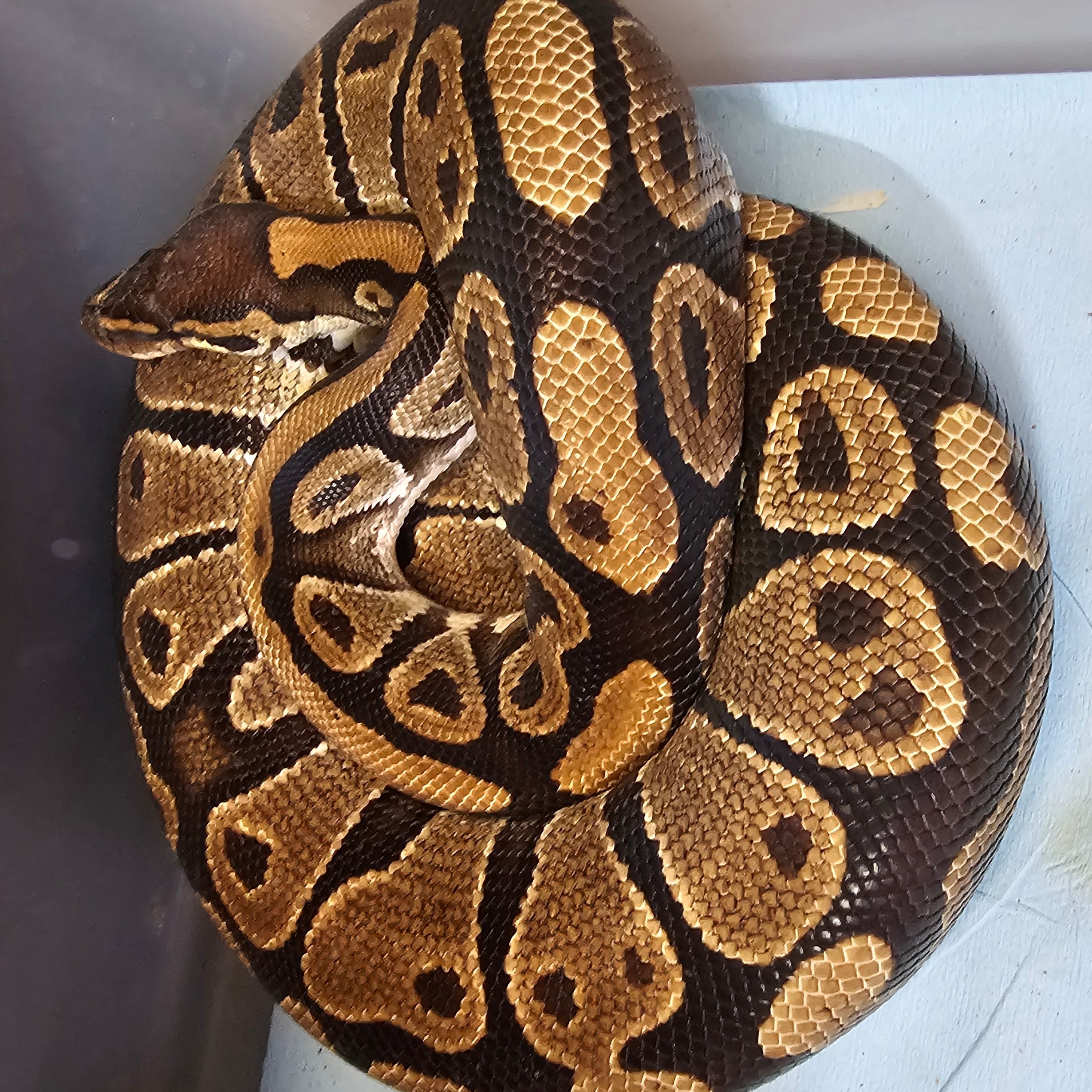 Male Normal Ball Python | Mr. Critters